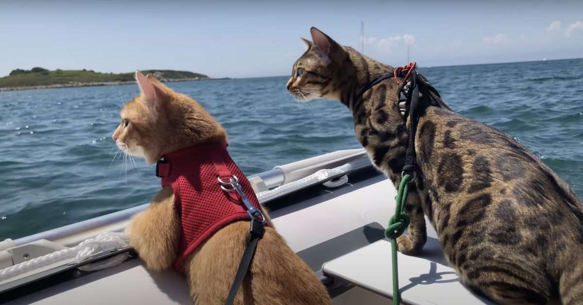 Sailing with Your Furry Crew: A Pet-Friendly Yachting Guide – Sailing Click