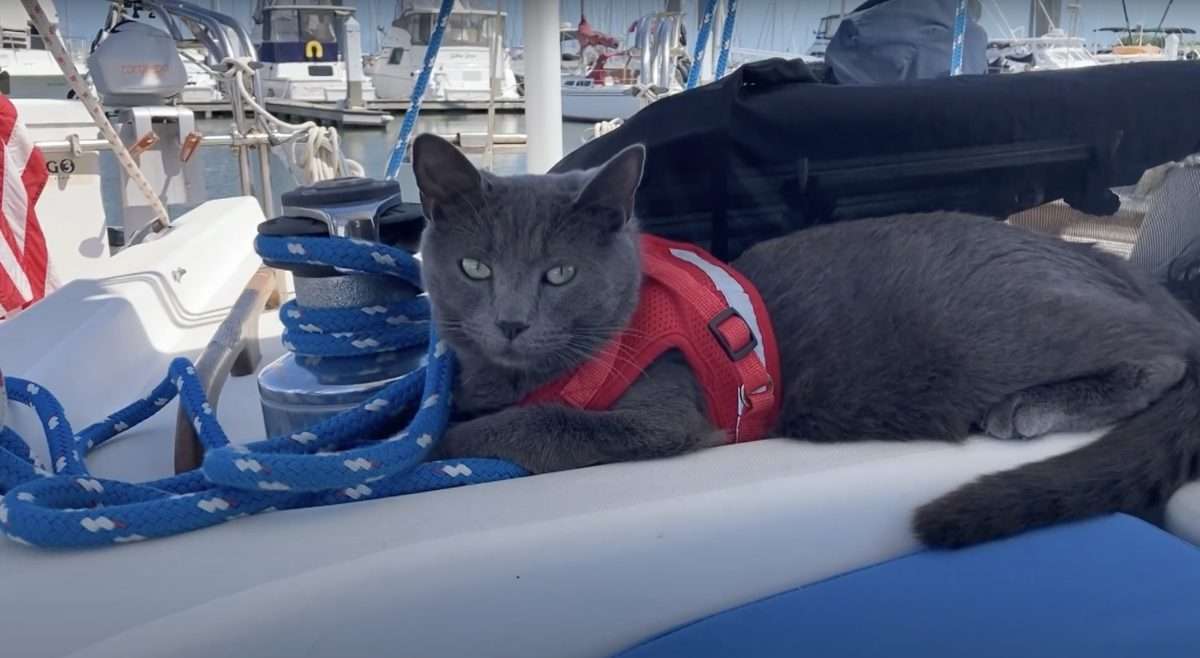 Sailing with Your Furry Crew: A Pet-Friendly Yachting Guide – Sailing Click